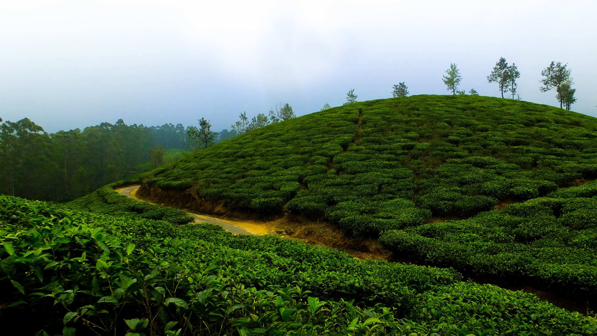 A Complete Guide to Coffee Plantations in Coorg